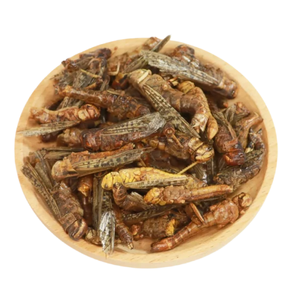 Freeze Dried Grasshoppers | Hinsect Pet Food Co.,Ltd