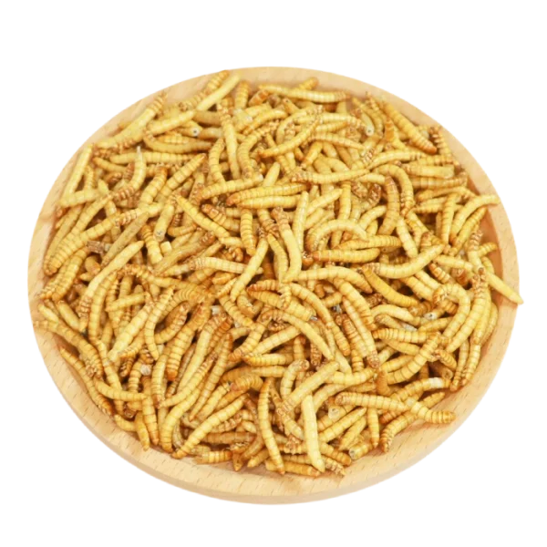 Freeze Dried Mealworms | Hinsect Pet Food Co.,Ltd
